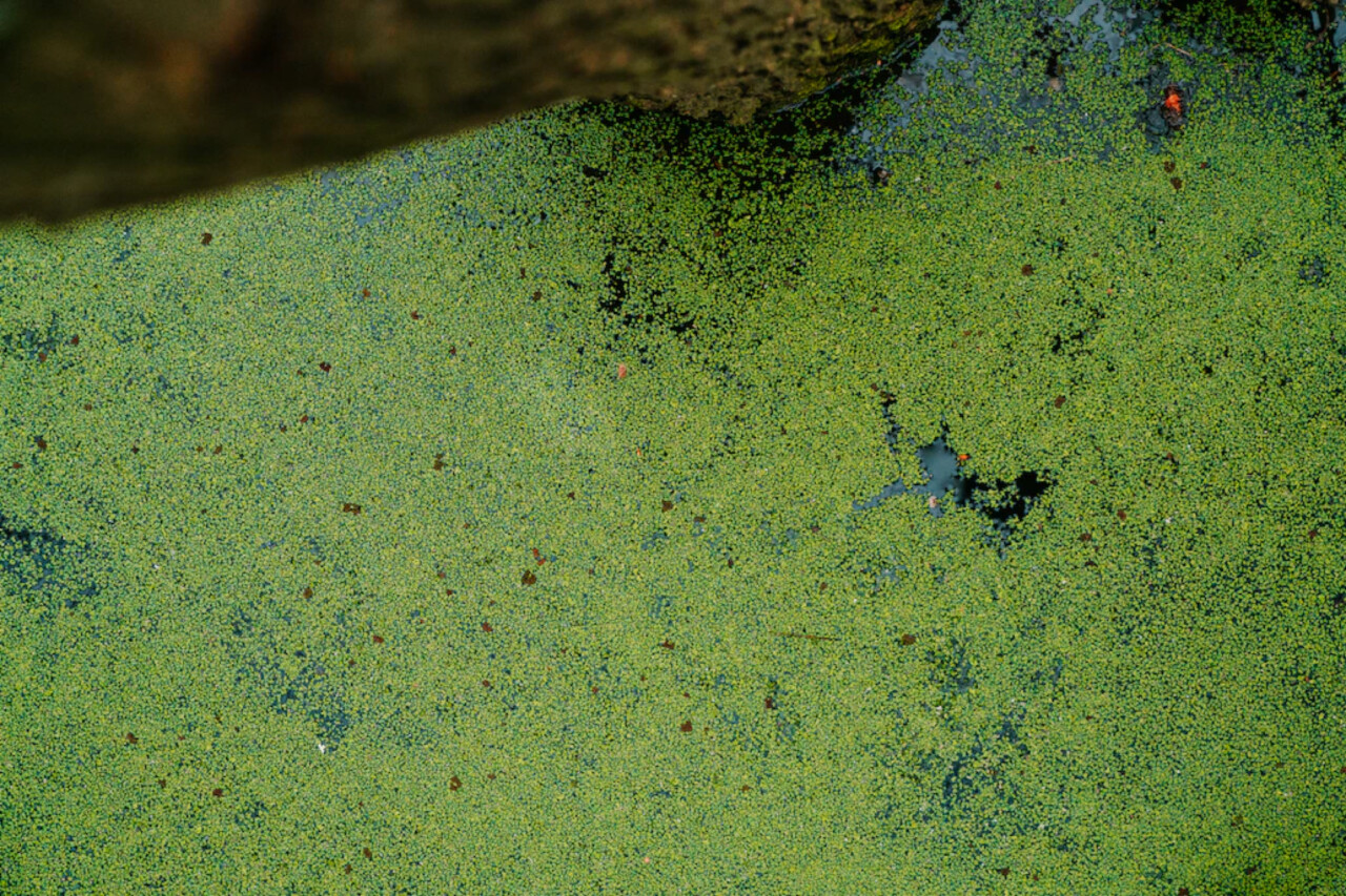 About - Normal Phenomena of Life