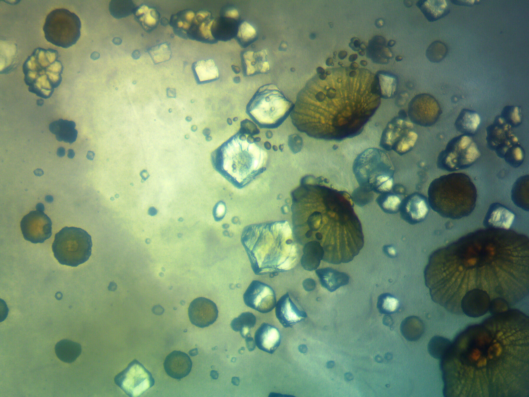 Index - Normal Phenomena of Life